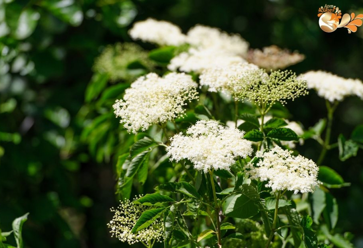 Egy gyógynövényszakértő felfedte a bodza infúzió receptjét, de ezeknek ...