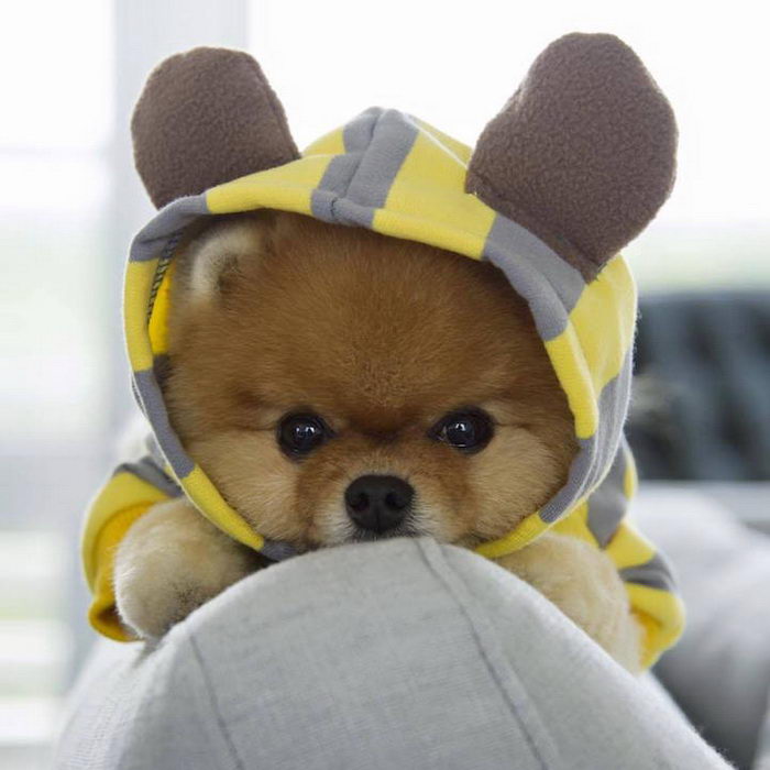 Jiff: Pomerániai és a legjobb kutyamodell - Kirsche