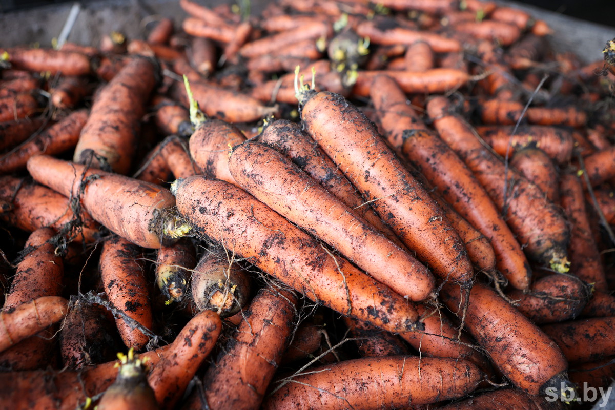 Tudja, hogyan kell megfelelően tárolni a sárgarépát egy matryoshka ...