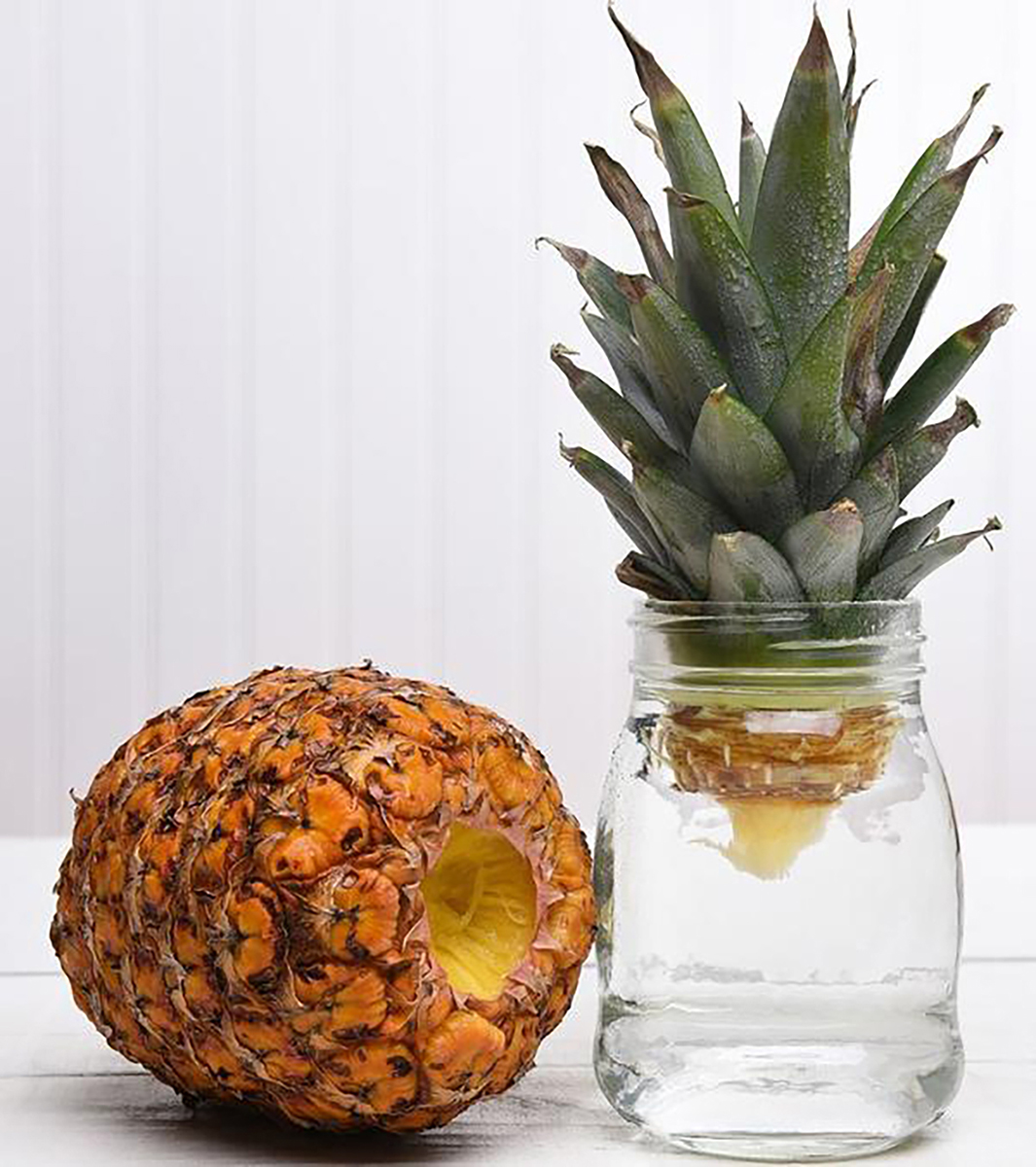 Az ananász otthon is termeszthető cserépben - Kirsche