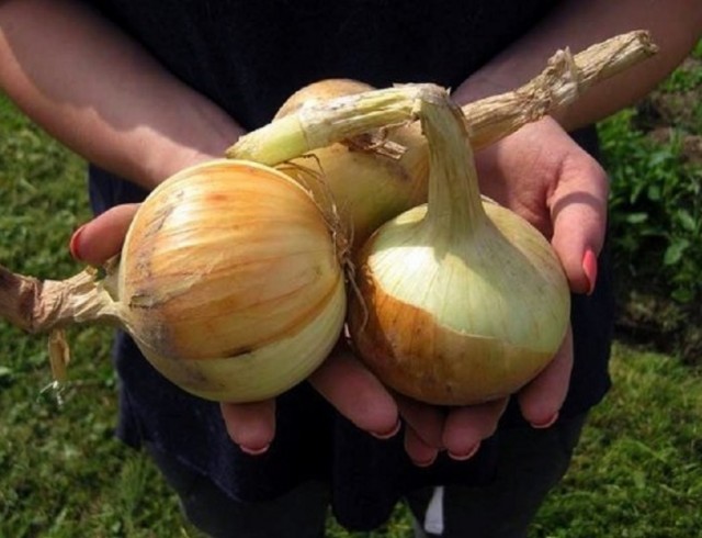 A hagyma téli ültetésének kínai módja: extra erőfeszítés nélkül ...