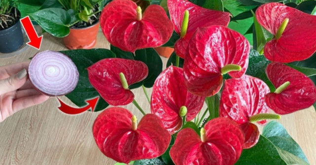 Tápláld meg az anthuriumot 1 lilahagymával, és dús skarlátvirággal ...