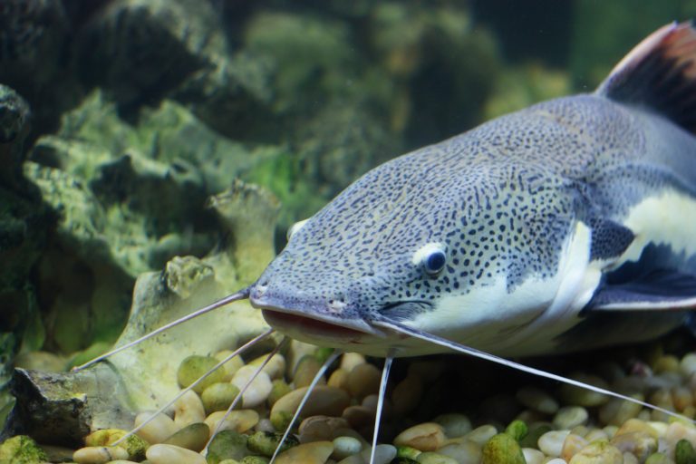 Harcsa - hogyan néz ki, hol található és hogyan kell főzni. Receptek ...