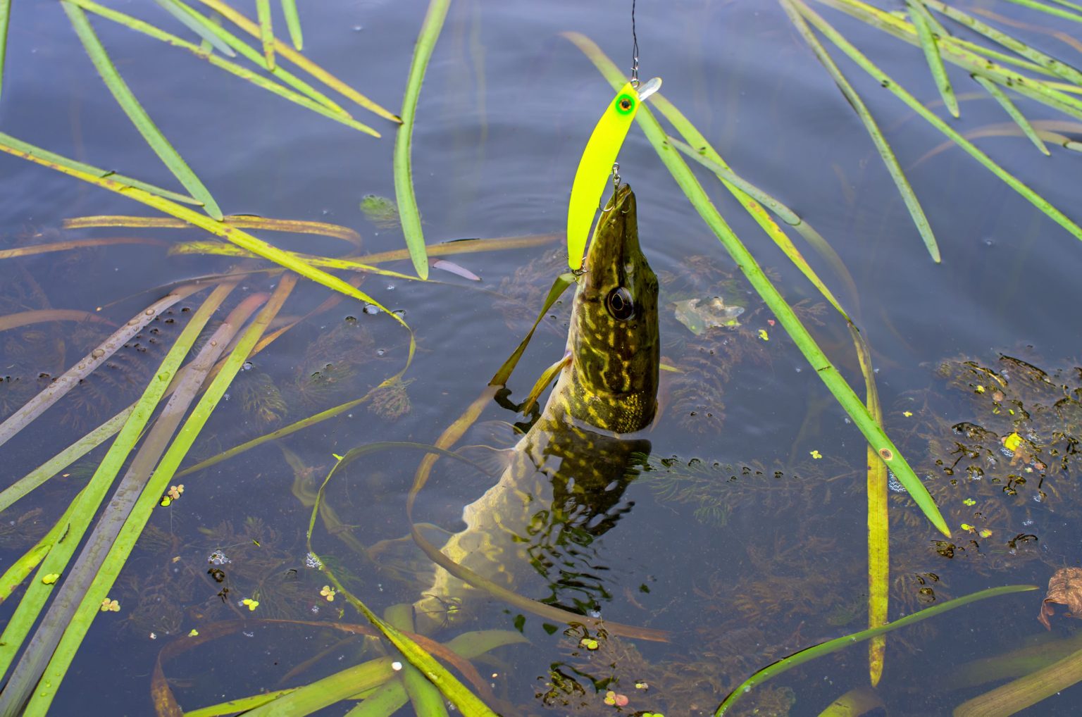 Csuka - hogyan néz ki, hol található és hogyan kell főzni. Receptek ...