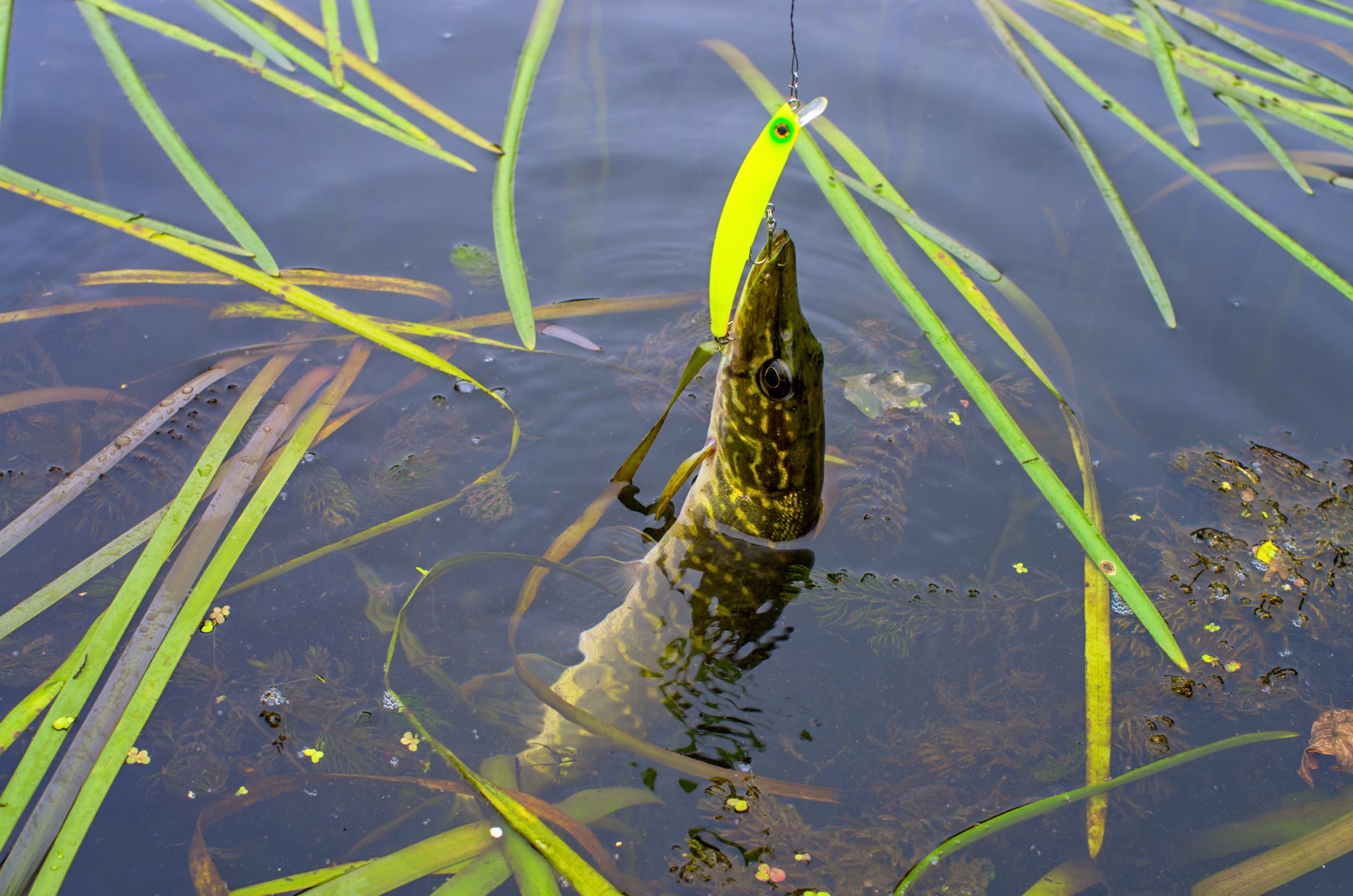 Csuka - hogyan néz ki, hol található és hogyan kell főzni. Receptek ...
