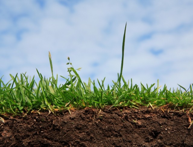 A talaj dezoxidálása: egyszerű eszközök kéznél - Kirsche