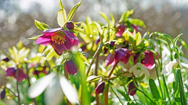 Egy kert, ami ölni tud. A virágok, bokrok között is lehetnek mérgező ...