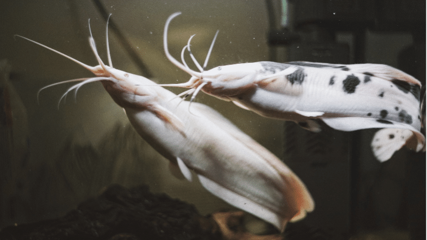 A lazacon kívül itt van 3 fajta hal, amelyek magas táplálkozással ...