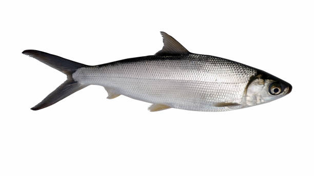 A lazacon kívül itt van 3 fajta hal, amelyek magas táplálkozással ...