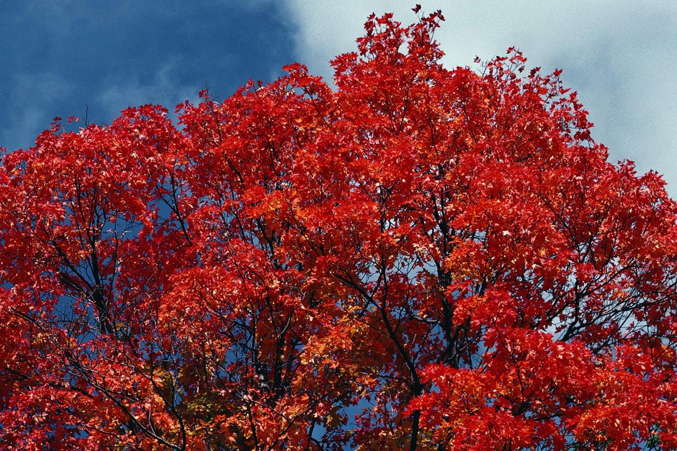 Ismered azt a fát, amelynek sült zsemle illata van? Ha nem, akkor ideje ...