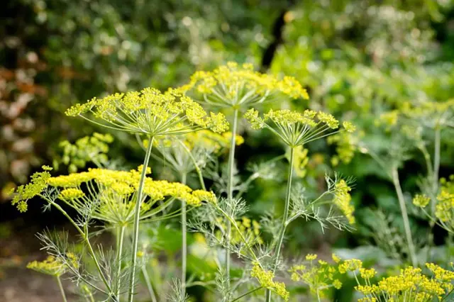Ötletes trükkök, hogy a kaprot más módon is friss és illatos legyen ...