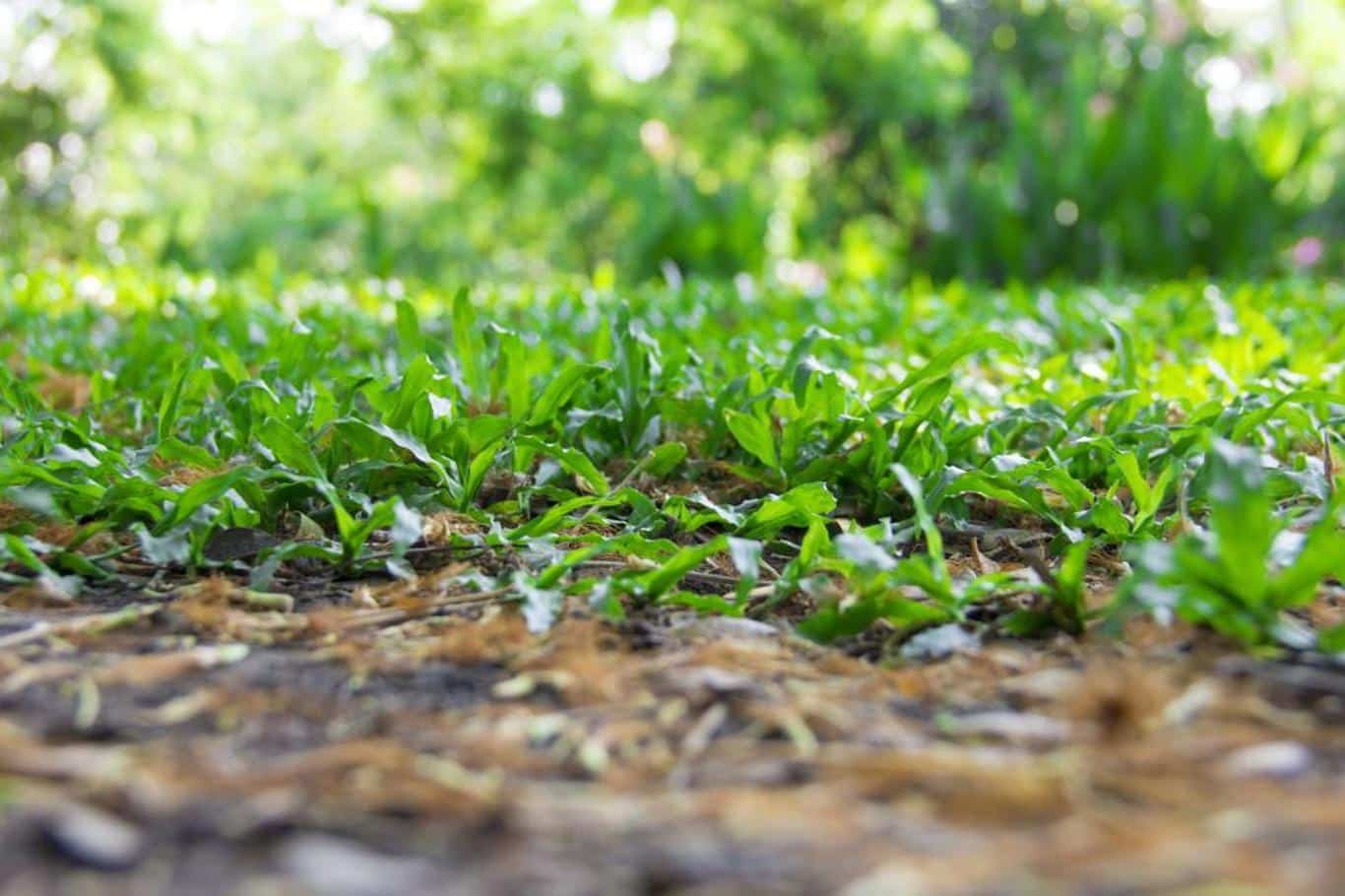 Tavaszi gyep előkészítés: A lehető leghamarabb le kell vágni erre a ...