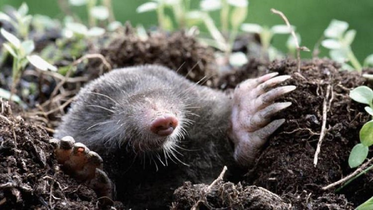 Így szabadulj meg véglegesen a vakondoktól: tedd a TOTO-t a vakond ...