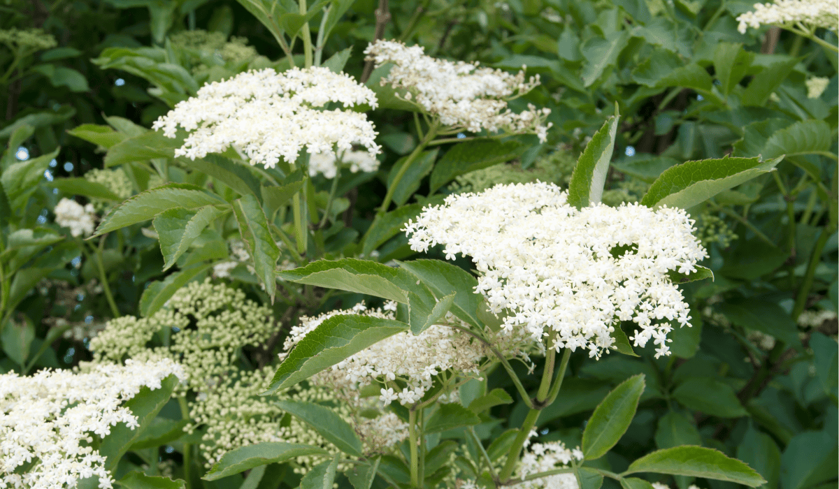 Ne szalaszd el a lehetőséget, mert MOST virágzik: mindezt a ...