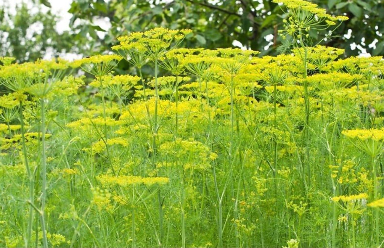Hogyan neveljünk vastag és buja kaprot: néhány fontos titka a zöldek ...
