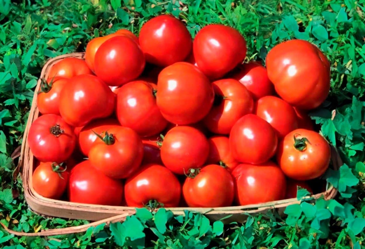 A paradicsom jó termést ad: ne feledje ezt az 5 szabályt a nyílt ...