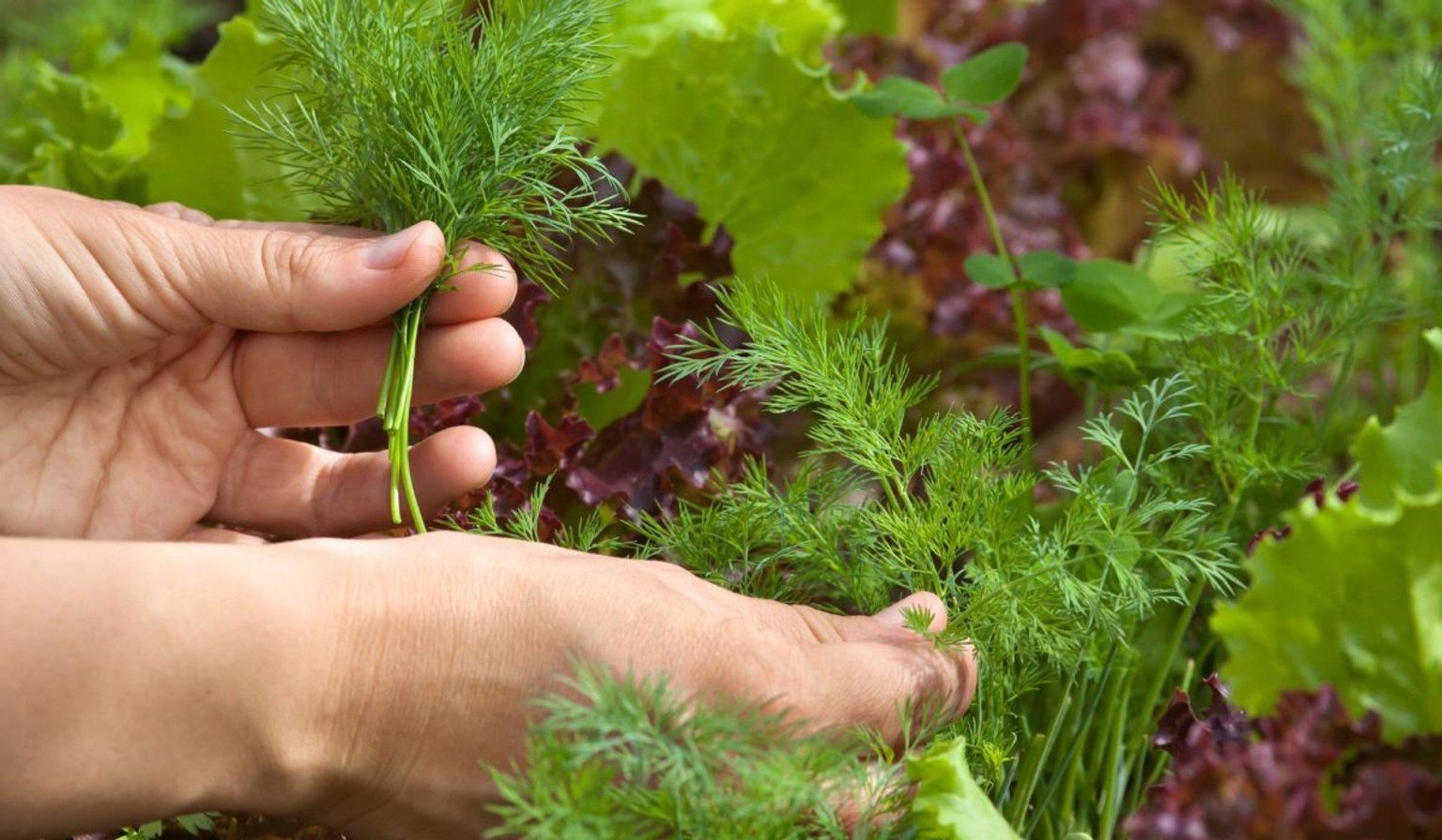 Mikor kell kaprot vetni? Vessük ezt a zöldséget mellé, finomabb lesz ...