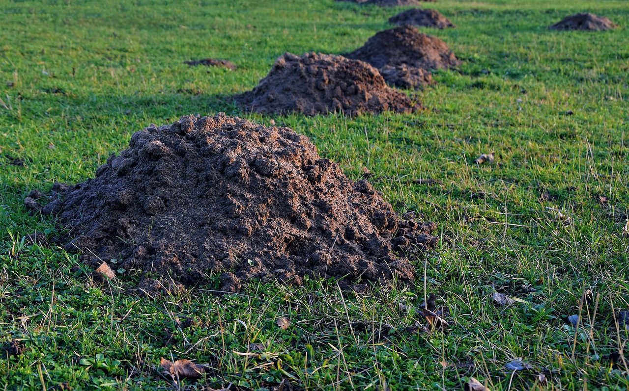 Egy vakond járkál a kertben? Pánik helyett inkább ragadjon lapátot. A ...