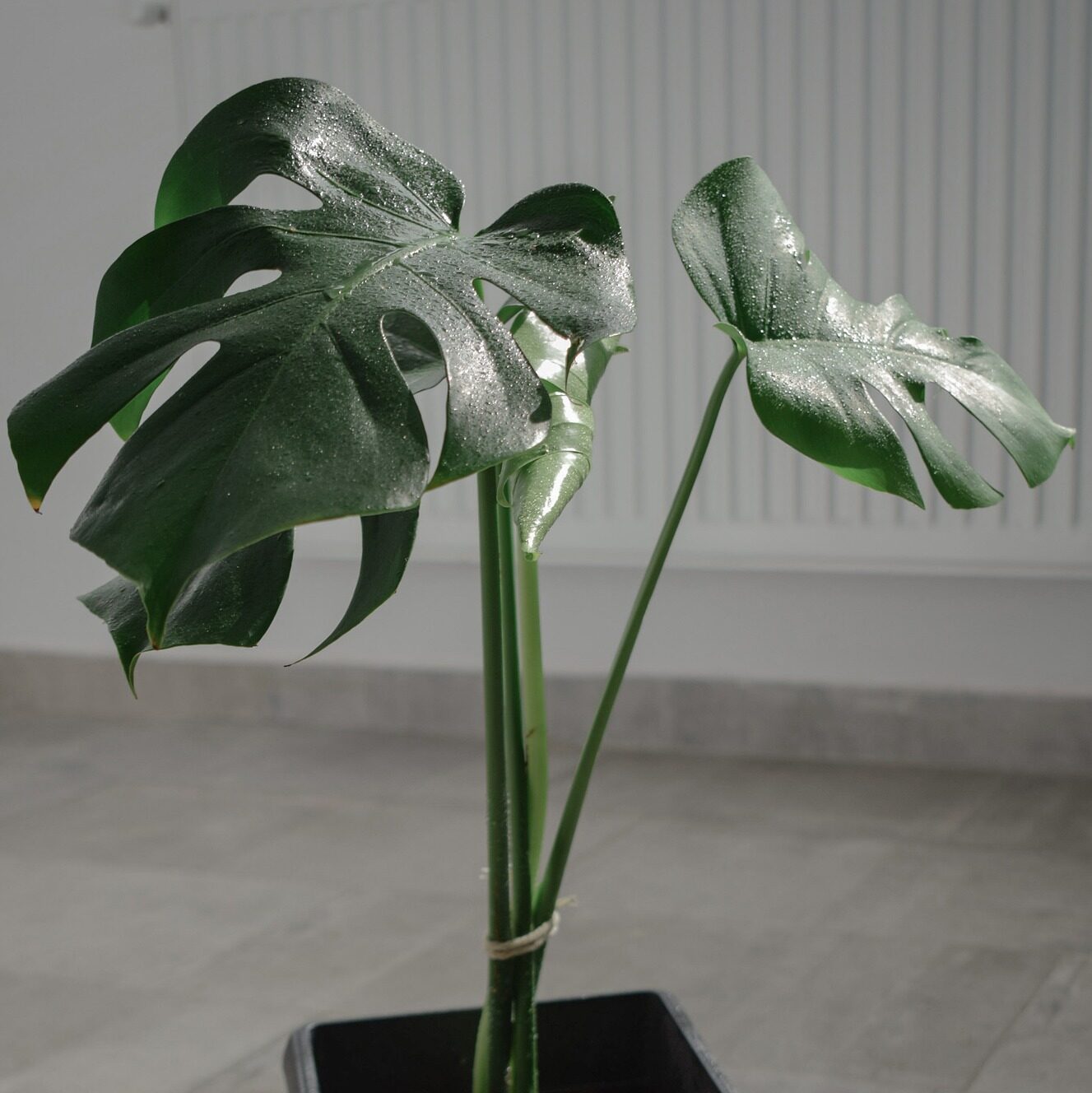 Locsolja meg a szörnyeteget házi készítésű "koktéllal". Őrülten fog ...