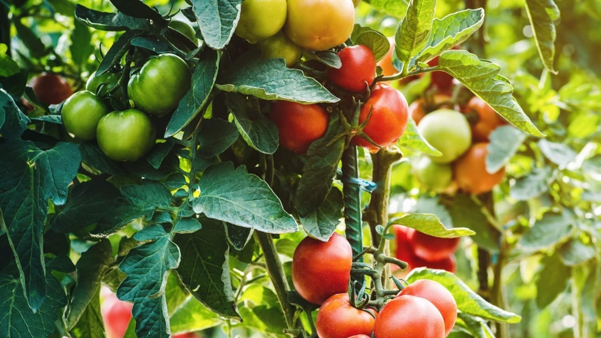 Mit tegyünk, ha a paradicsom levelei megfeketednek? - Kirsche