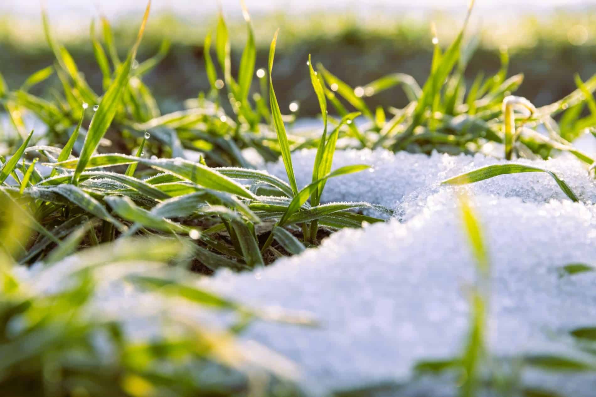 Kerted azon területei, ahol a fagy a legjobban sújtja: tanuld meg azonosítani őket a jobban ...