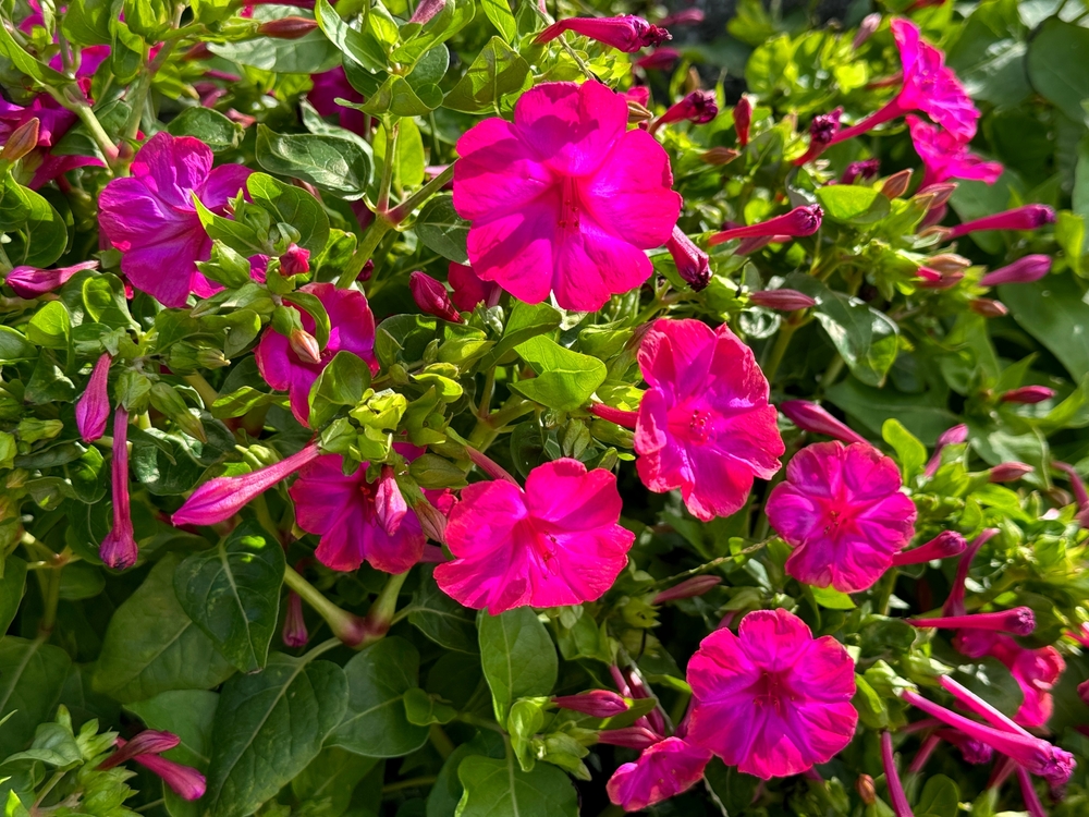 Amikor a szomszédod meglátja a kertedben, elzöldül az irigységtől ...