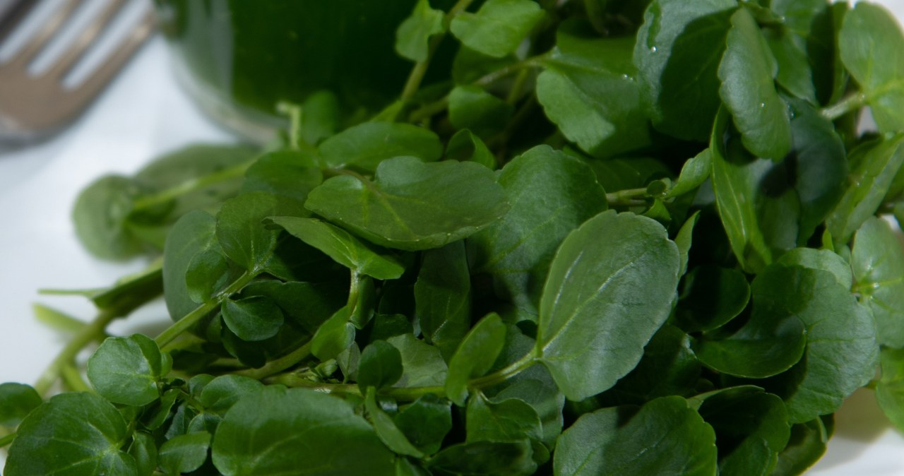 Senior, egyél hetente 3-szor. A világ legegészségesebb zöldsége 2,50 ...